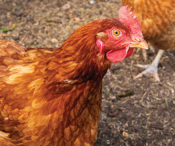 Poultry Food - Chicken Feed, Layer Pellets & Mixes | Pets Domain