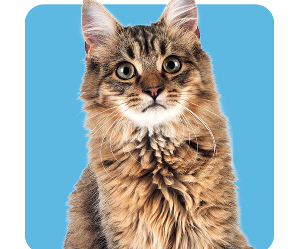 Cat Supplies, Accessories and Products | Pets Domain