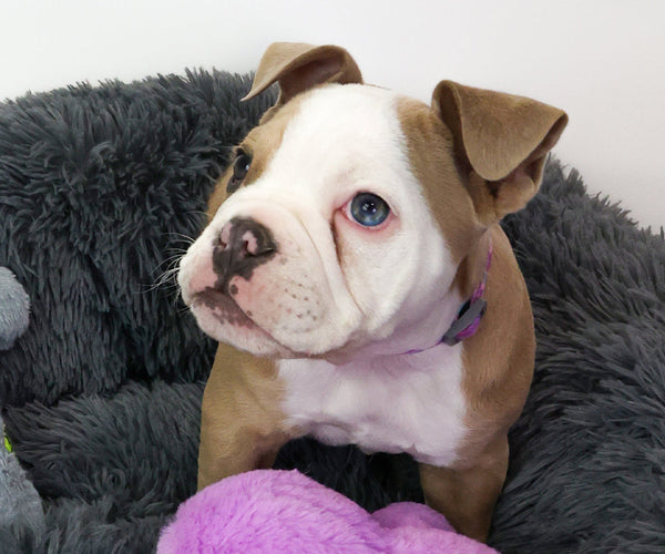 Dog Beds & Bedding for Comfort & Support - Pets Domain