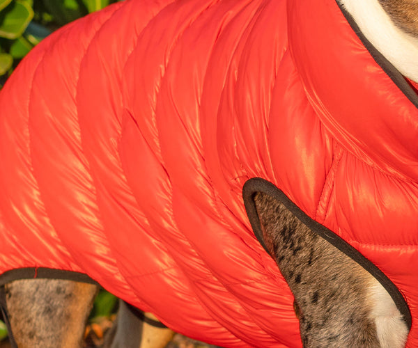 Dog Coats & Clothing Australia | Waterproof Jackets & Jumpers - Pets Domain